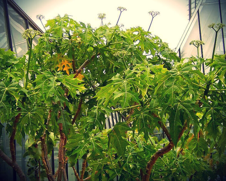 chaya-tree-spinach - Survival Gardener | A Garden For the End of the World