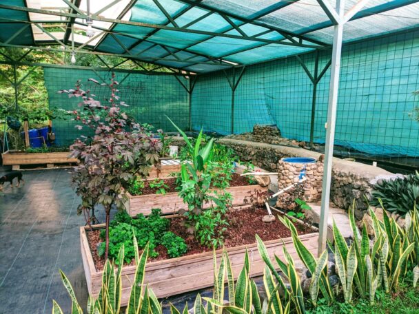 Survival Plant Database - Survival Gardener | A Garden For the End of ...
