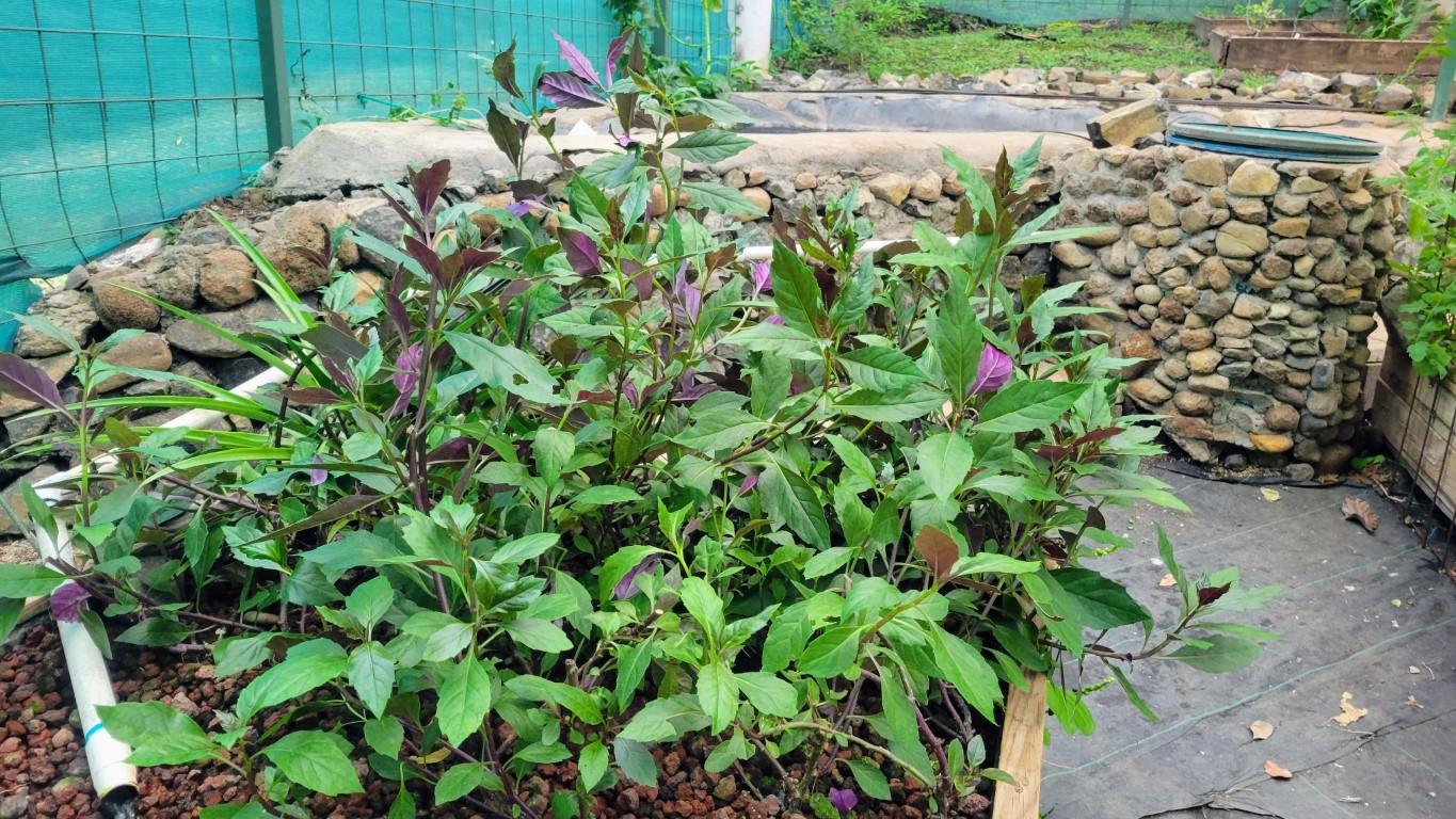 Okinawa Spinach - Survival Gardener | A Garden For the End of the World