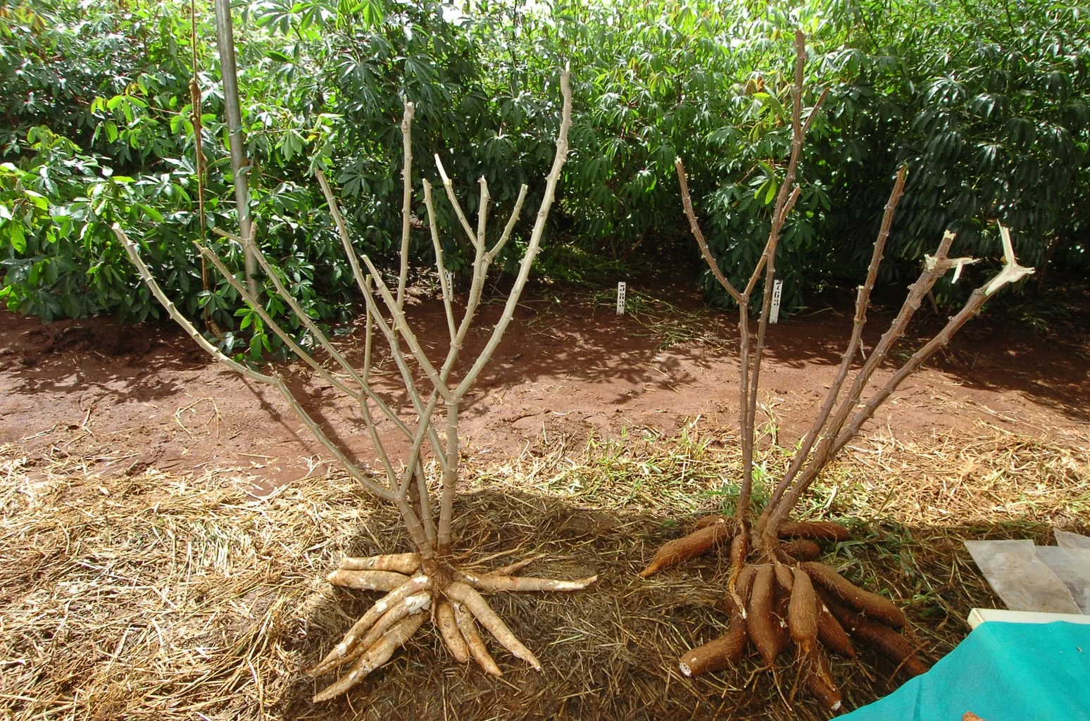 How To Plant Cassava Yuca From Cuttings