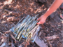 chaya-tree-spinach – Survival Gardener | A Garden For the End of the World