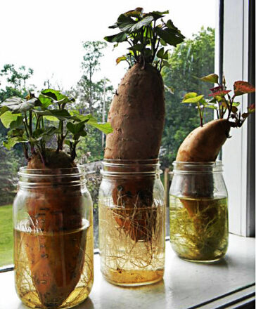 camote-batata-sweet-potato - Survival Gardener | A Garden For the End ...